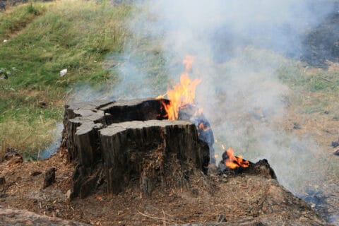 How To Burn Out A Tree Stump In 7 Easy Steps