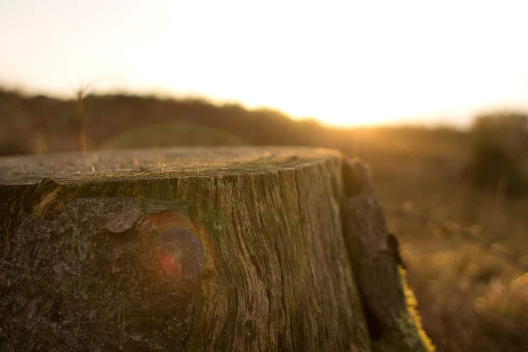 Understanding the Stump Grinding Process: A Step-by-Step Guide - Tree ...